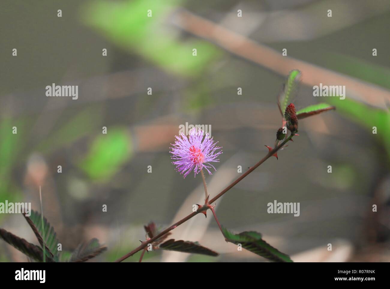 Sensitive plant, Mimosa pudica flower sleepy Stock Photo - Alamy