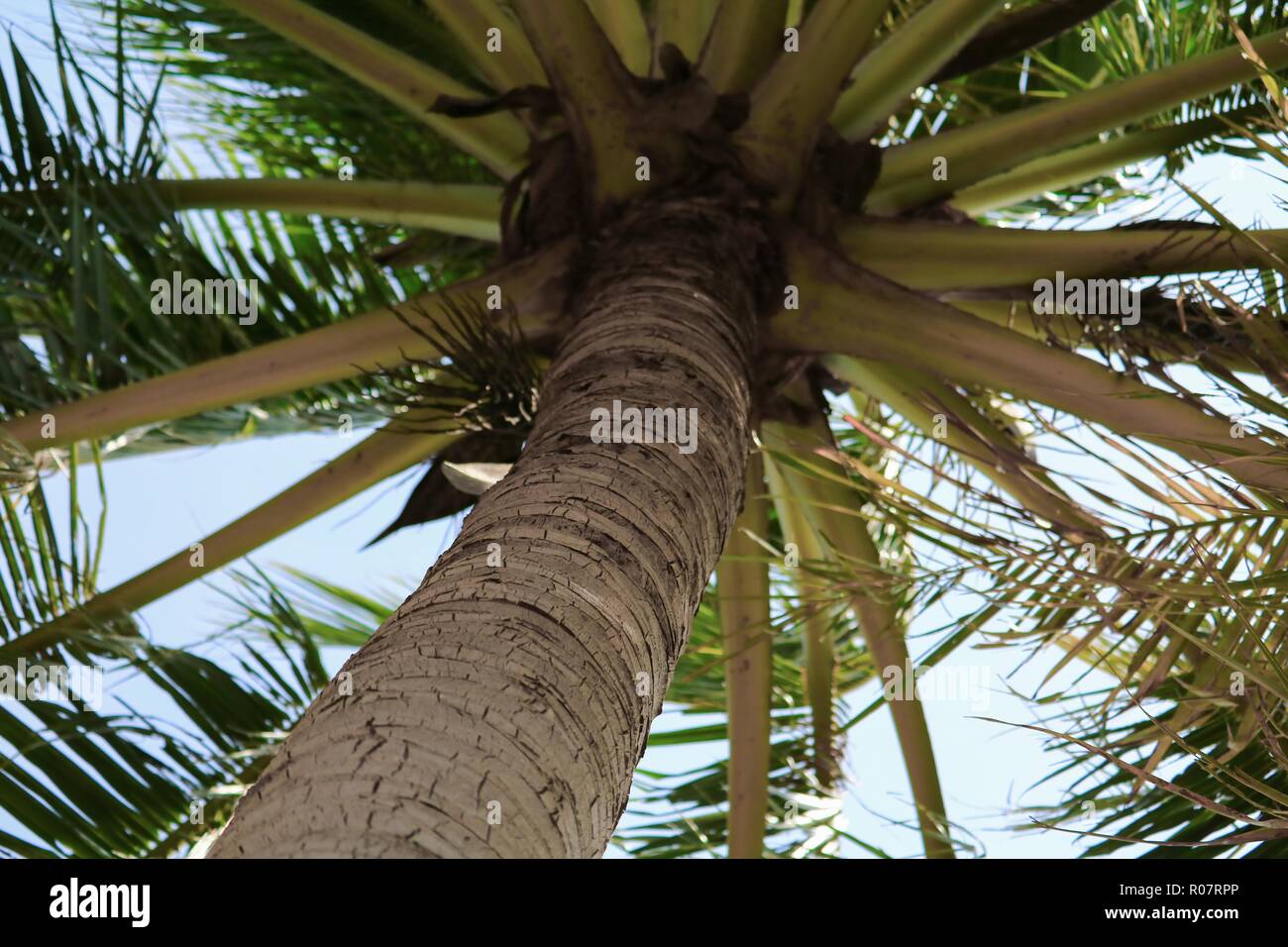 beautiful palms coconut tree bottom view Stock Photo - Alamy
