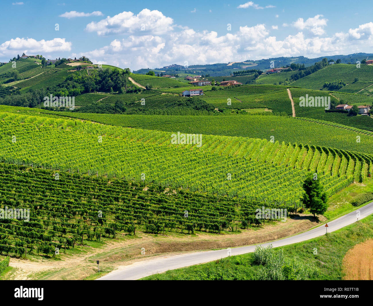 Vineyards in the Langhe near Barbaresco and Alba, Cuneo, Piedmont, Italy, at summer Stock Photo ...