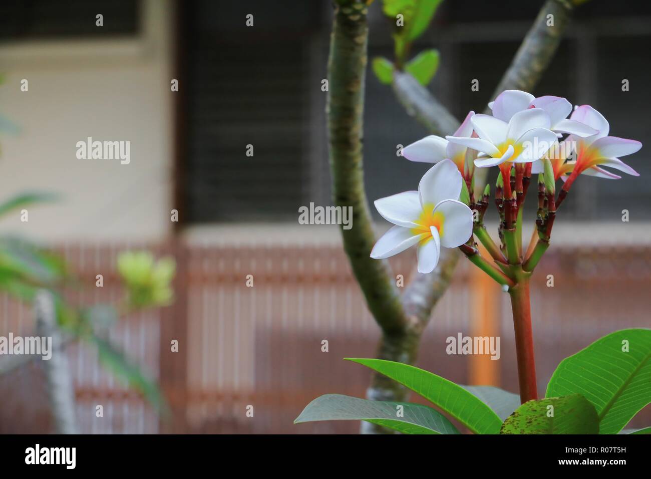 Plumeria flower white beautiful on tree ( Common name pocynaceae ...