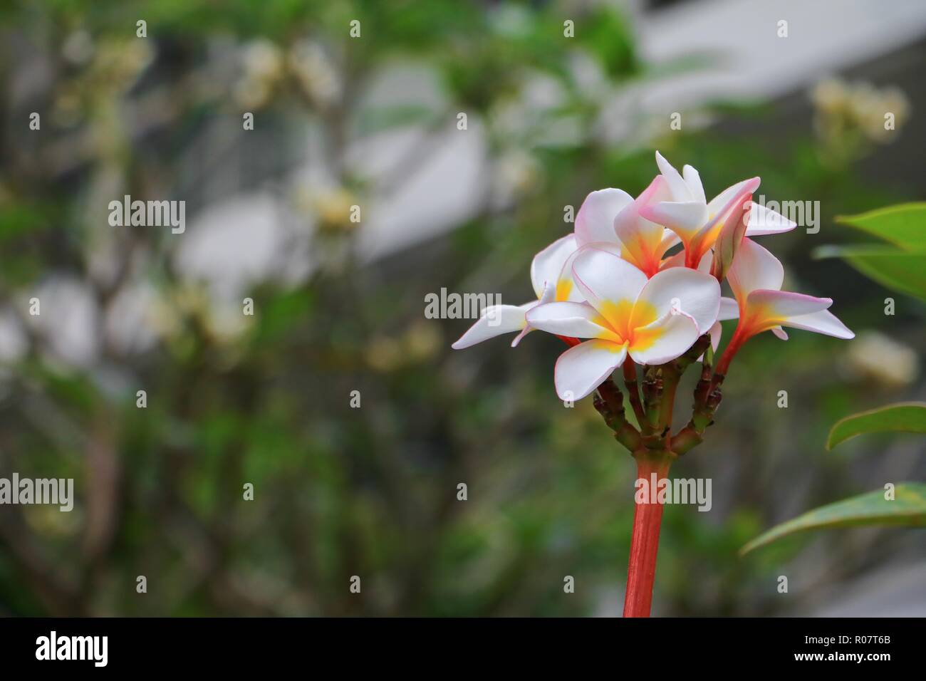 Plumeria flower white beautiful on tree ( Common name pocynaceae ...