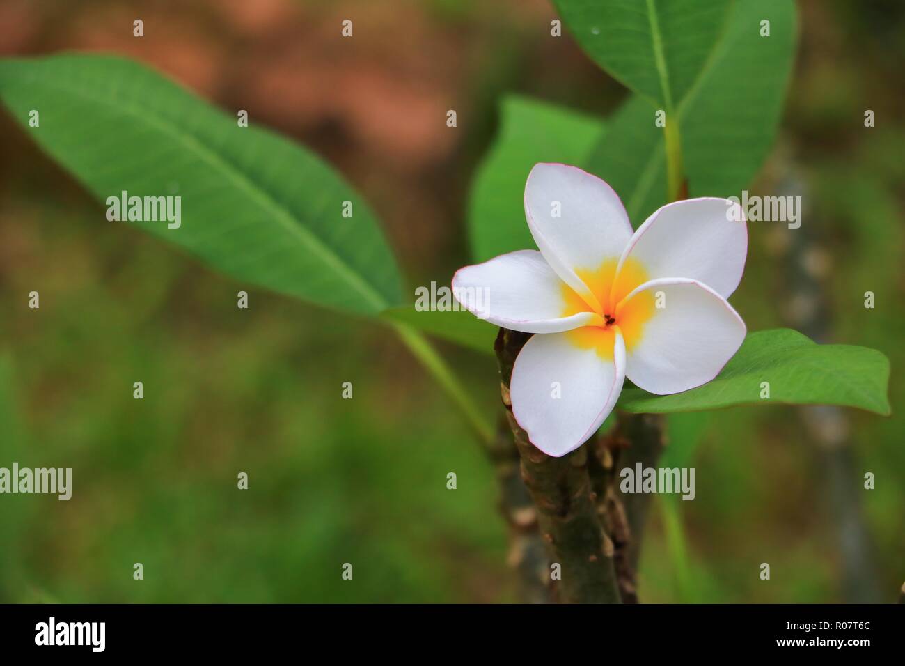 Plumeria flower white beautiful on tree ( Common name pocynaceae ...