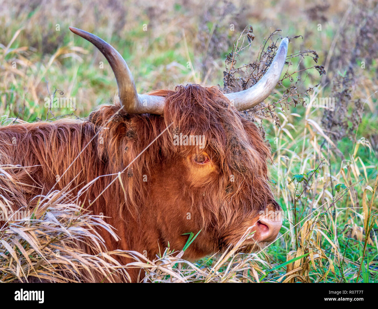 Highlander Cattle High Resolution Stock Photography and Images - Alamy