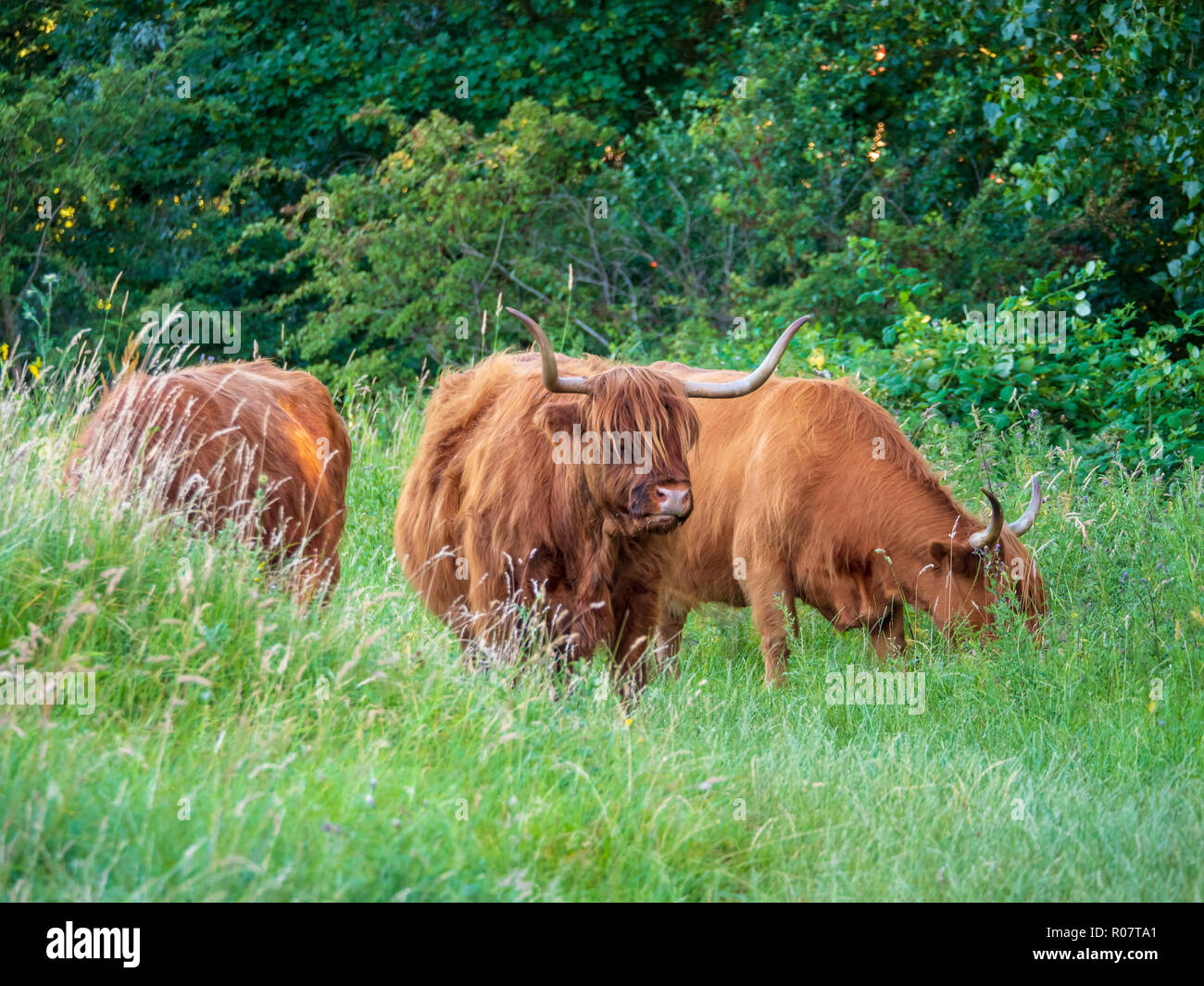 Scottish Highland Cattle Head Stock Photos & Scottish Highland Cattle ...
