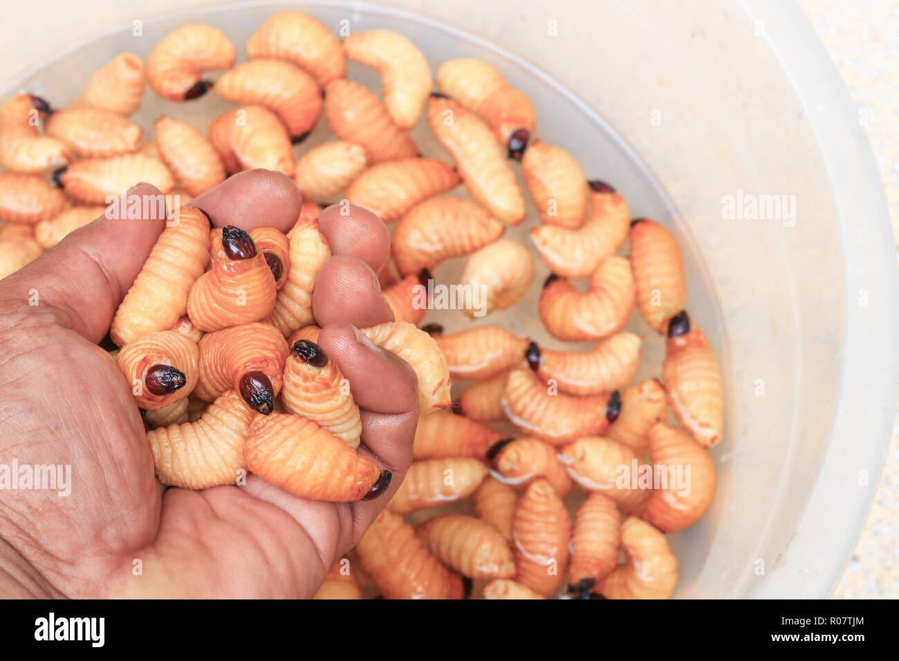 Sago grub hi-res stock photography and images - Alamy