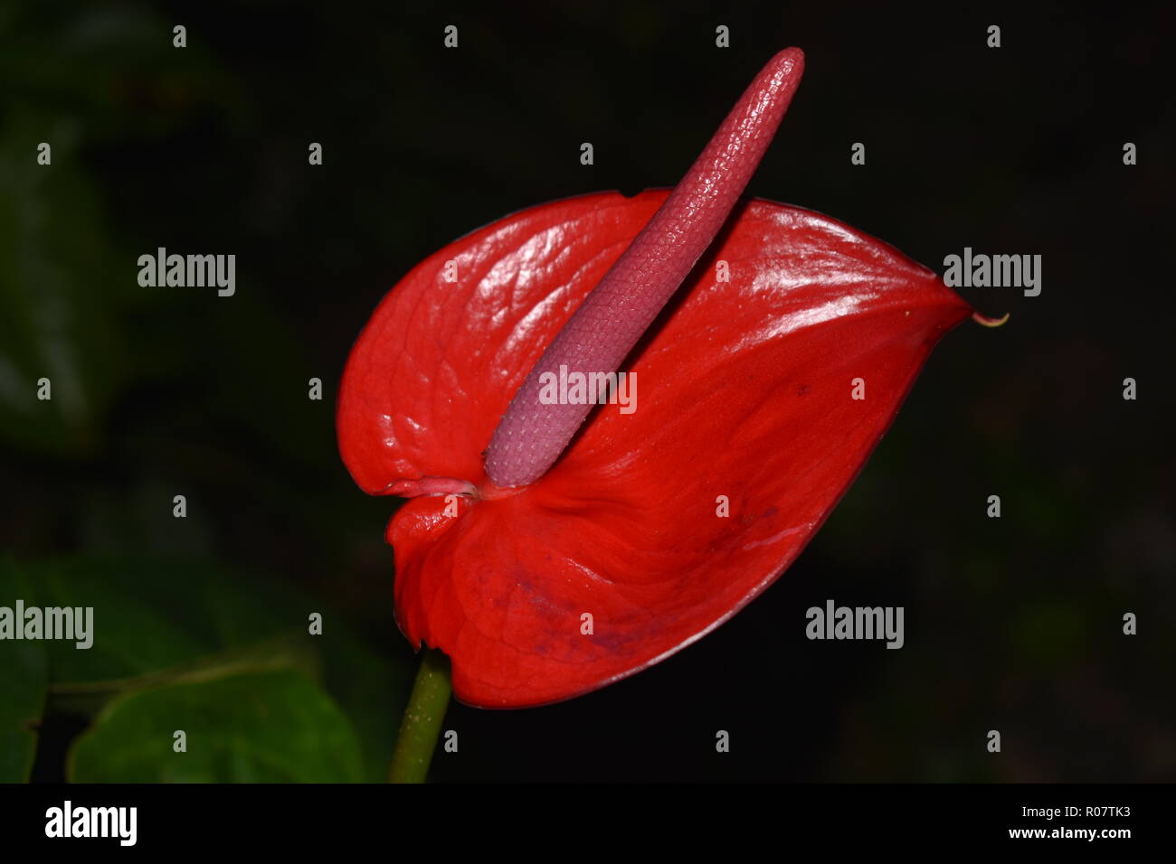 Rare anthurium hi-res stock photography and images - Alamy