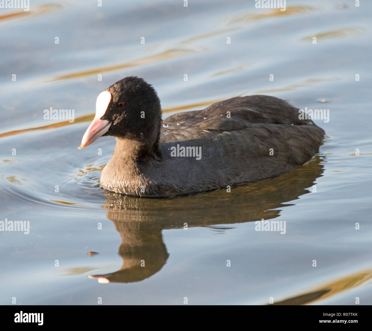 Rallidae species hi-res stock photography and images - Alamy