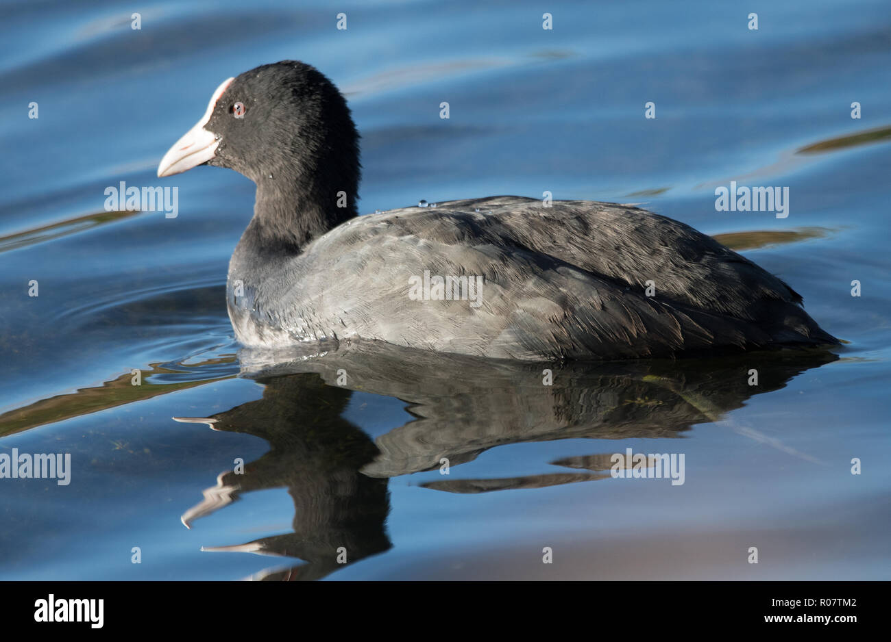 Rallidae species hi-res stock photography and images - Alamy