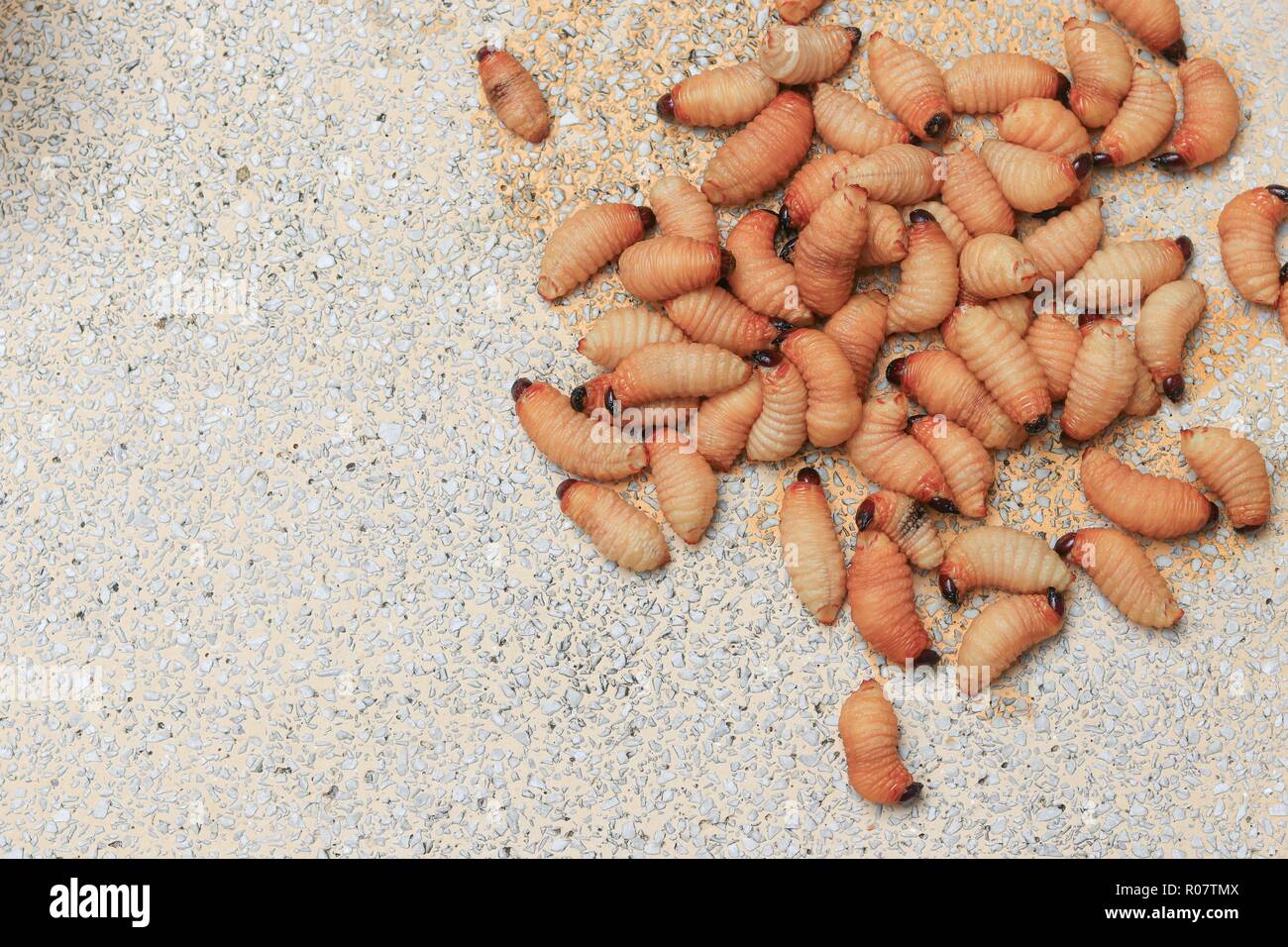 Sago palm grub hi-res stock photography and images - Alamy