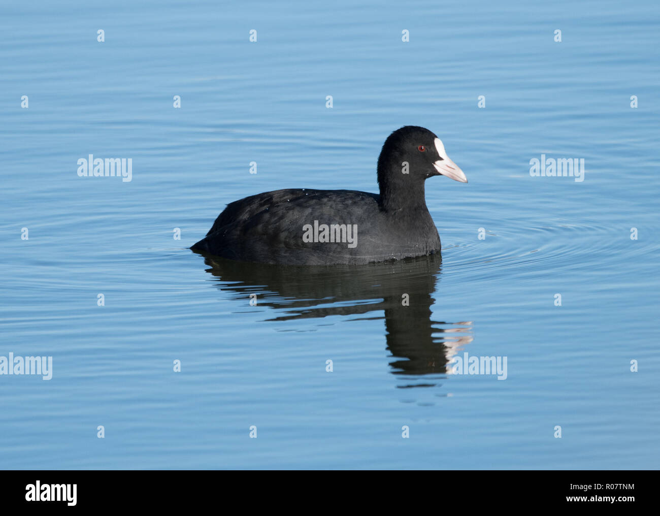 Rallidae species hi-res stock photography and images - Alamy