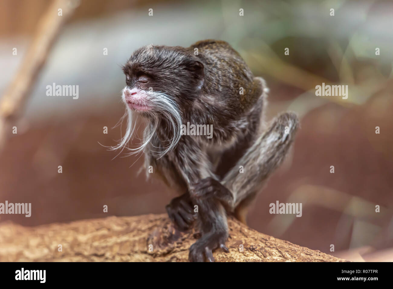 Detailed view of a cute and expressive emperor tamarin, Saguinus ...