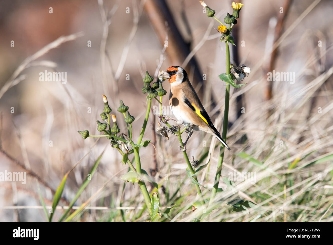 Fringillidae hi-res stock photography and images - Alamy