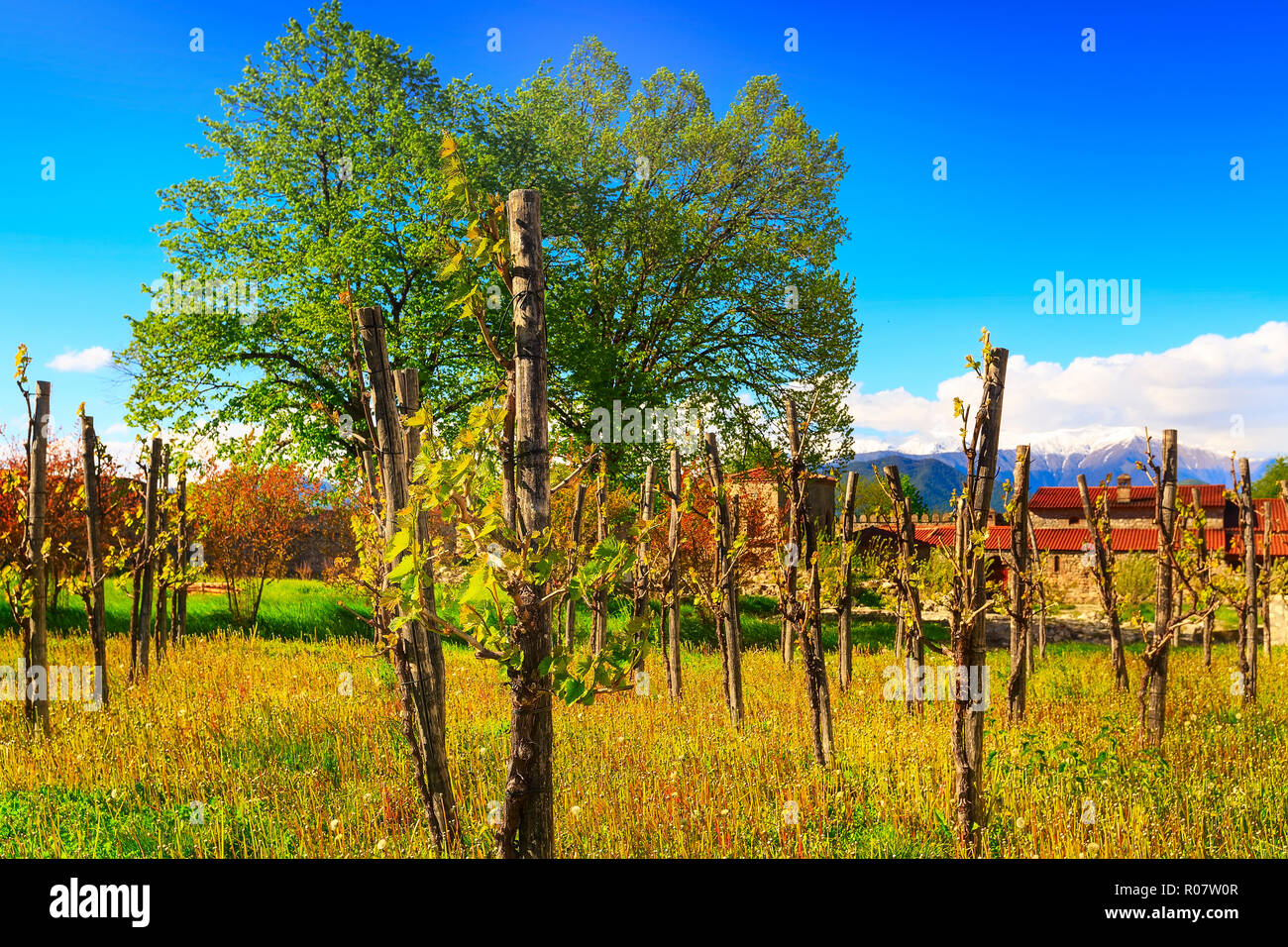 vineyard view of Alaverdi orthodox monastery in Kakhetia region in ...