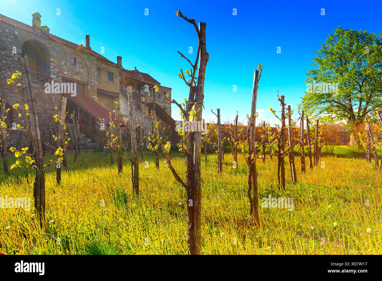 vineyard view of Alaverdi orthodox monastery in Kakhetia region in ...