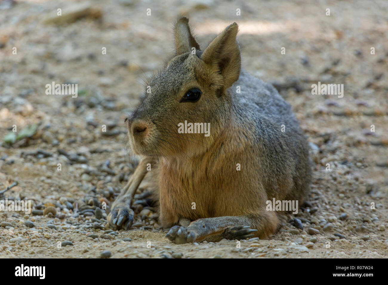 Patagonian Animals High Resolution Stock Photography and Images - Alamy