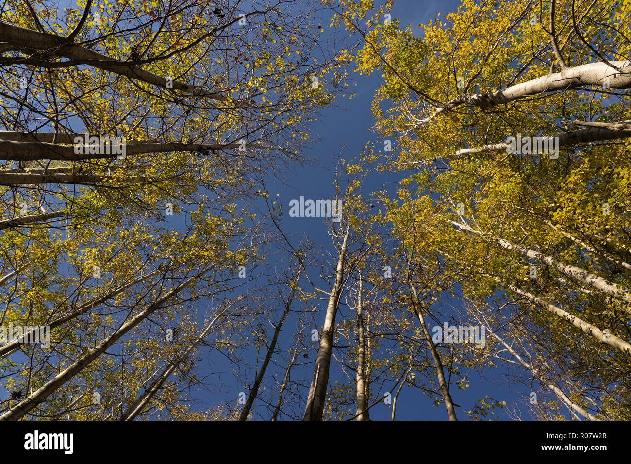 Looking up tall aspen trees hi-res stock photography and images - Alamy