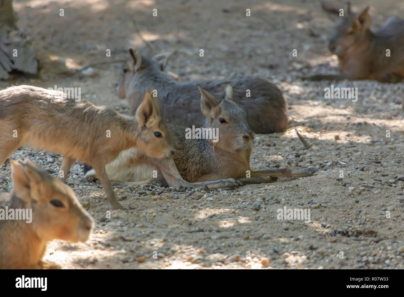 Maras Animal High Resolution Stock Photography and Images - Alamy