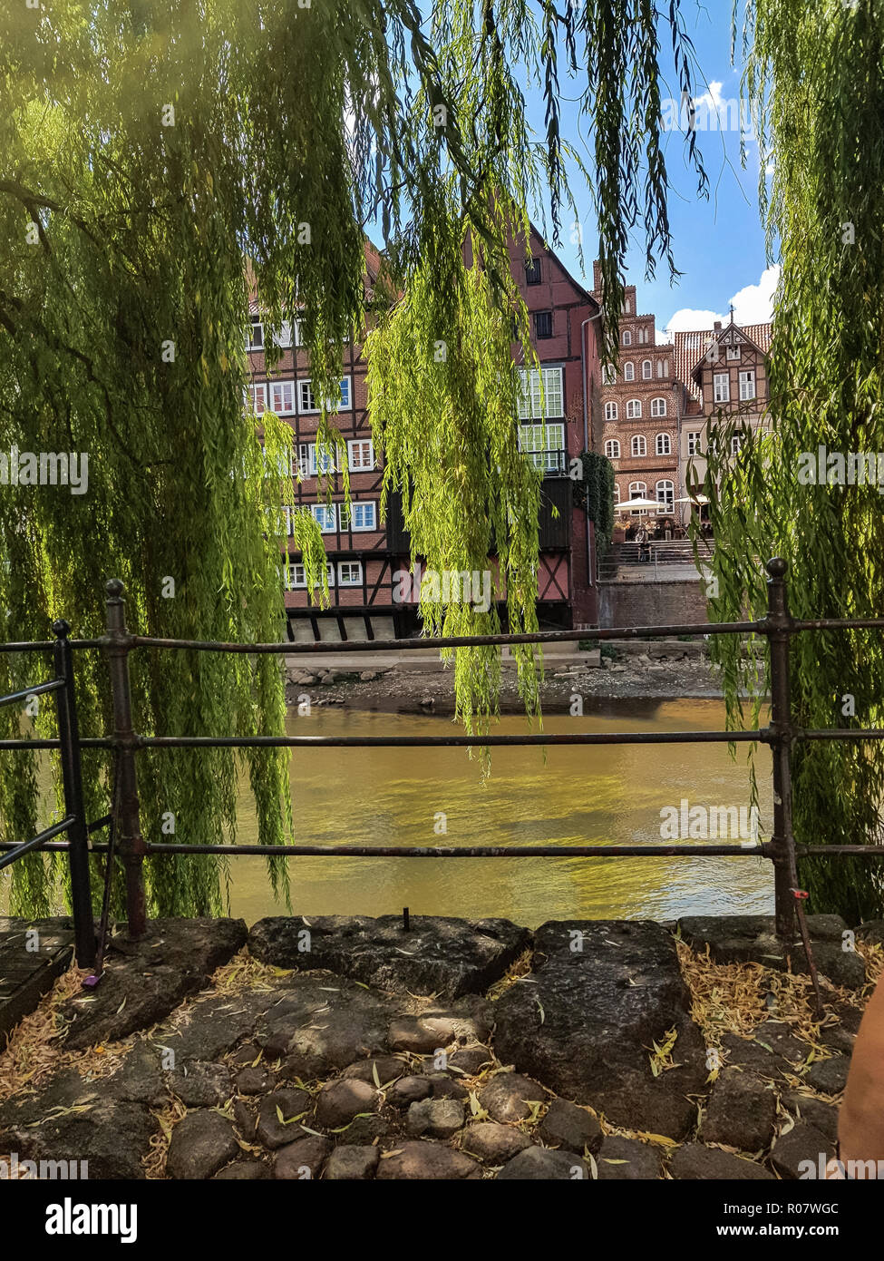 Light green weeping willow that lets its branches hang over the river ...