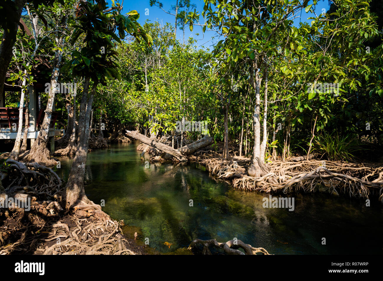 Tha Pom Khlong Song Nam in Krabi in southern Thailand. Landscape taken ...