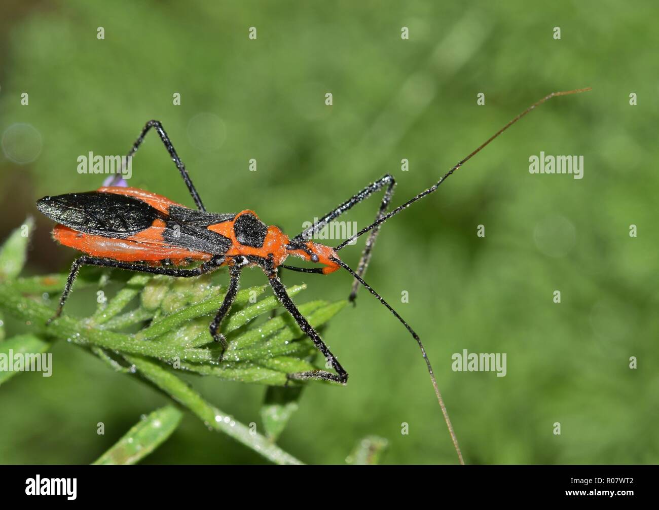 Proboscis zoology hi-res stock photography and images - Alamy