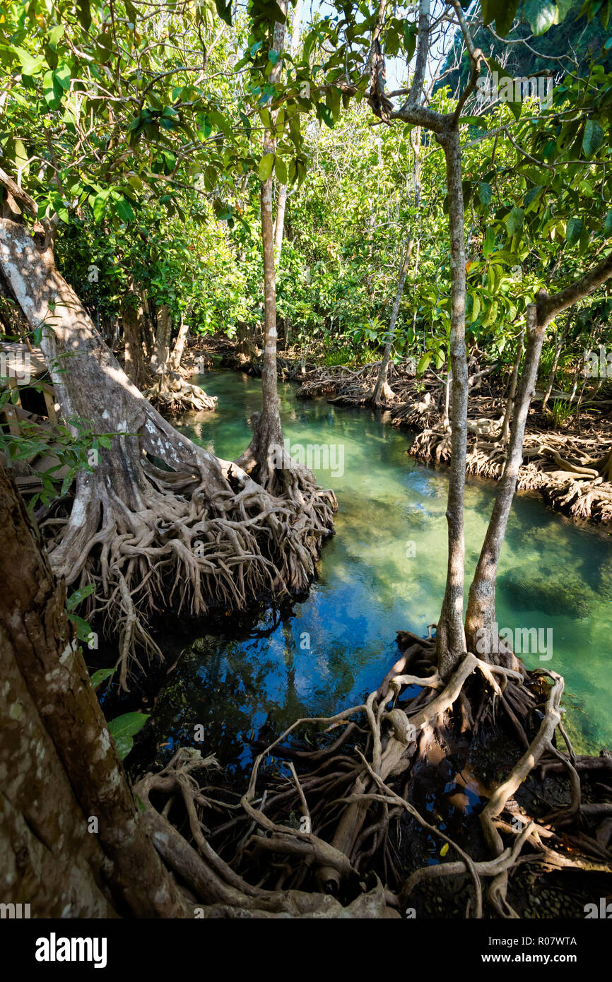 Tha Pom Khlong Song Nam in Krabi in southern Thailand. Landscape taken ...