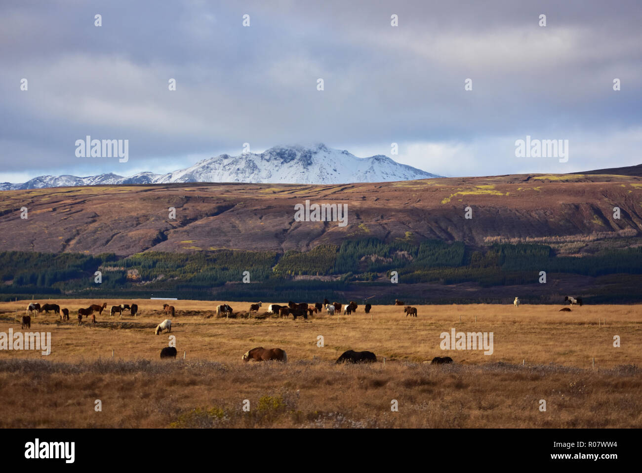 icelandic horses grazing in autumn fileds in iceland Stock Photo - Alamy