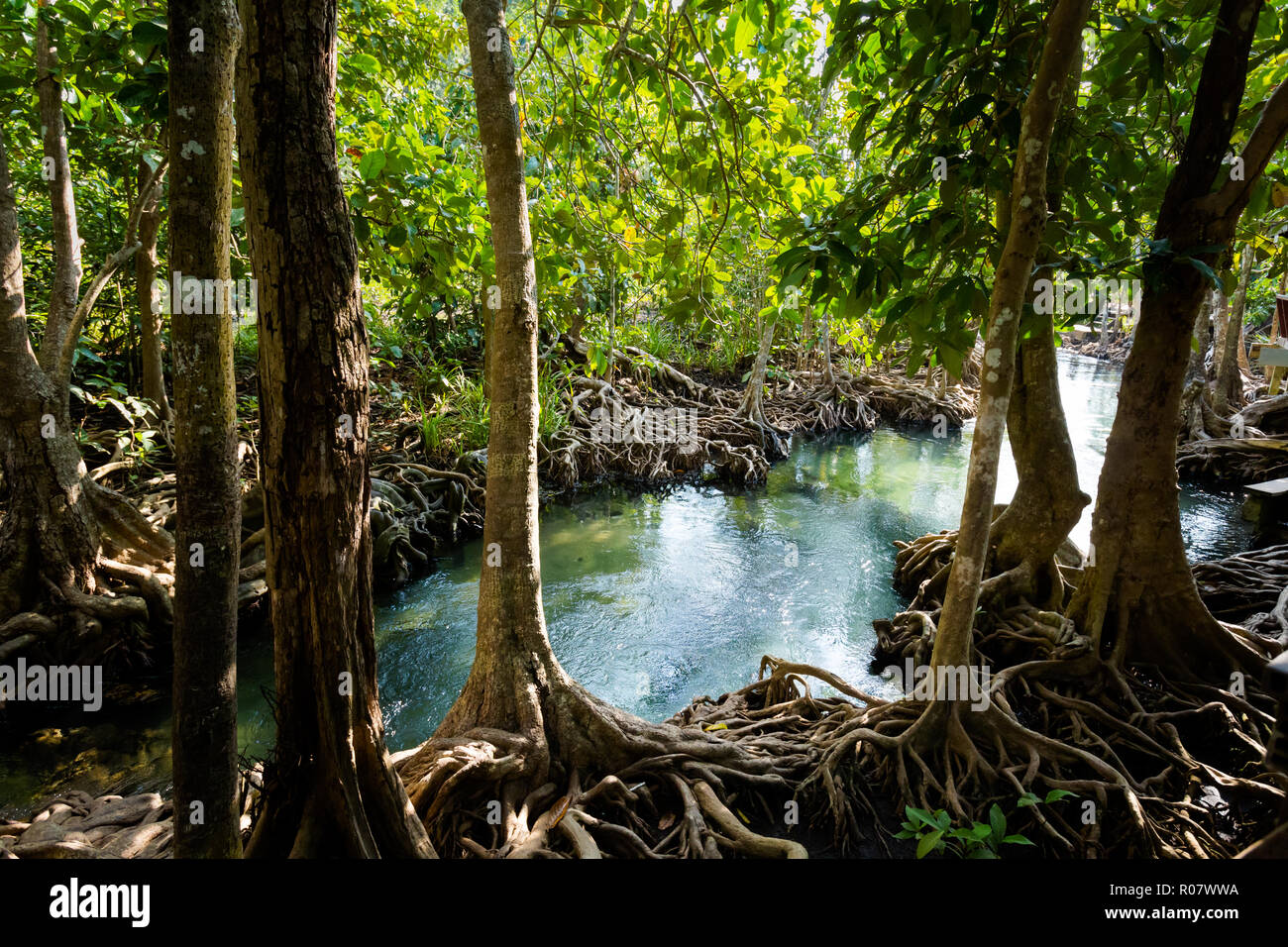 Tha Pom Khlong Song Nam in Krabi in southern Thailand. Landscape taken ...