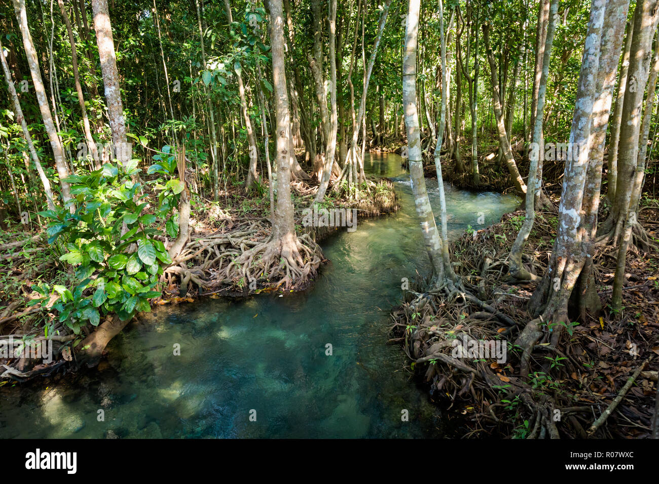 Tha Pom Khlong Song Nam in Krabi in southern Thailand. Landscape taken ...