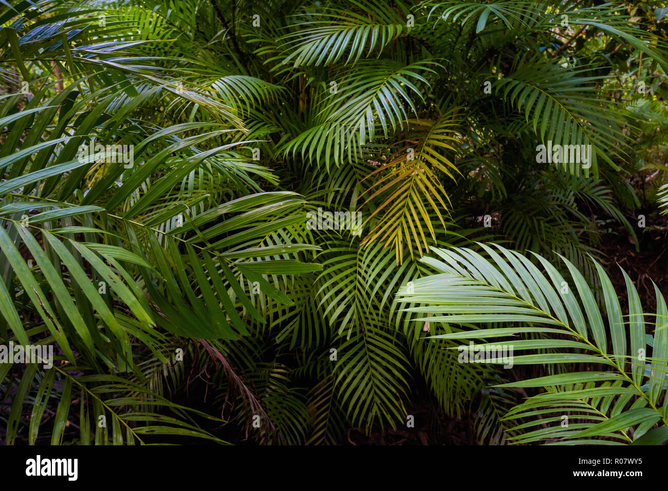 Tha Pom Khlong Song Nam in Krabi in southern Thailand. Landscape taken ...