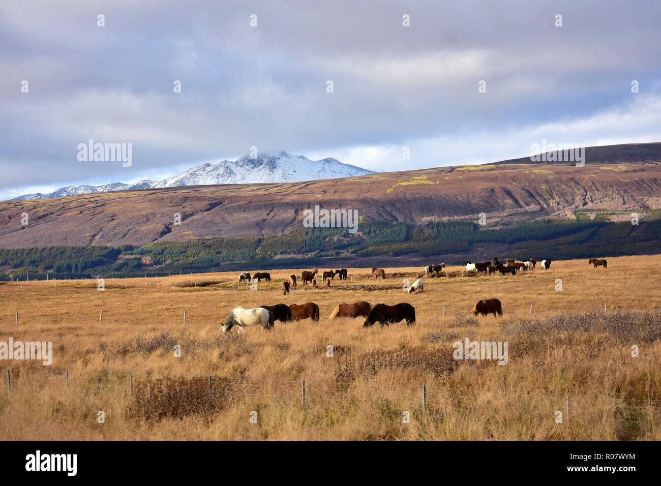 icelandic horses grazing in autumn fileds in iceland Stock Photo - Alamy