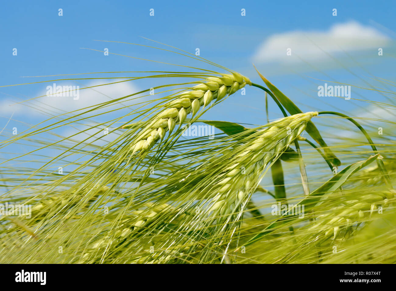 Spikelet hi-res stock photography and images - Alamy