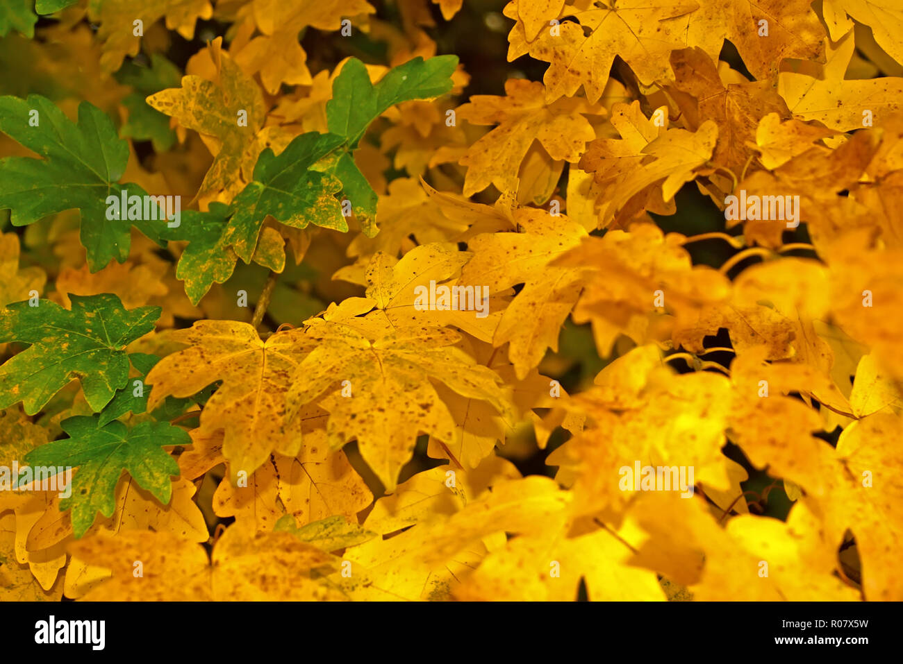 Yellow fall foliage on a tree. Fragment Stock Photo - Alamy