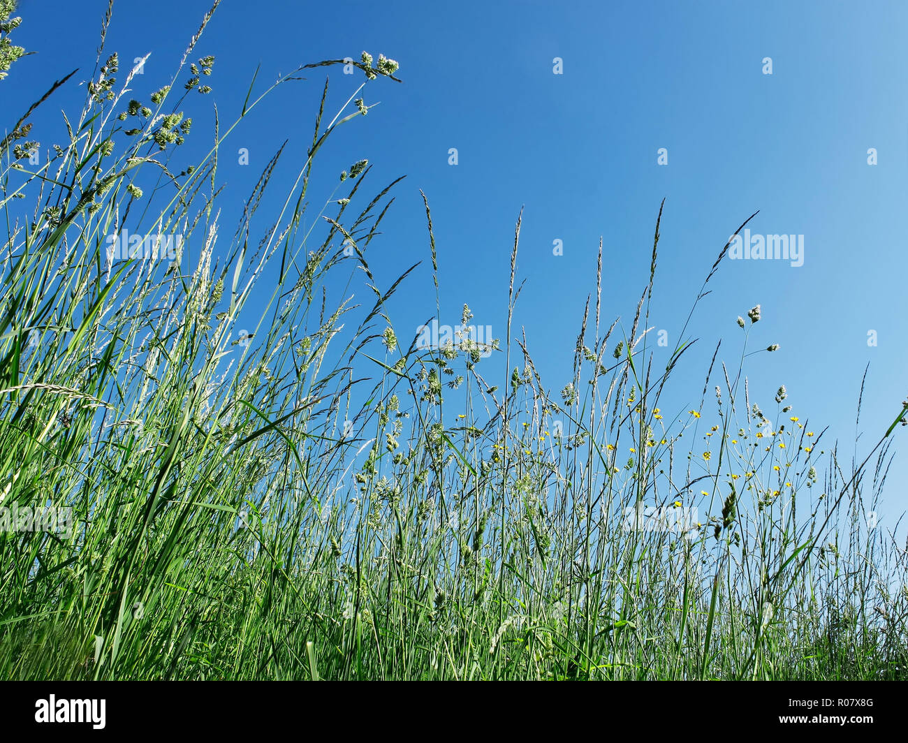 Meadow grasses background hi-res stock photography and images - Alamy