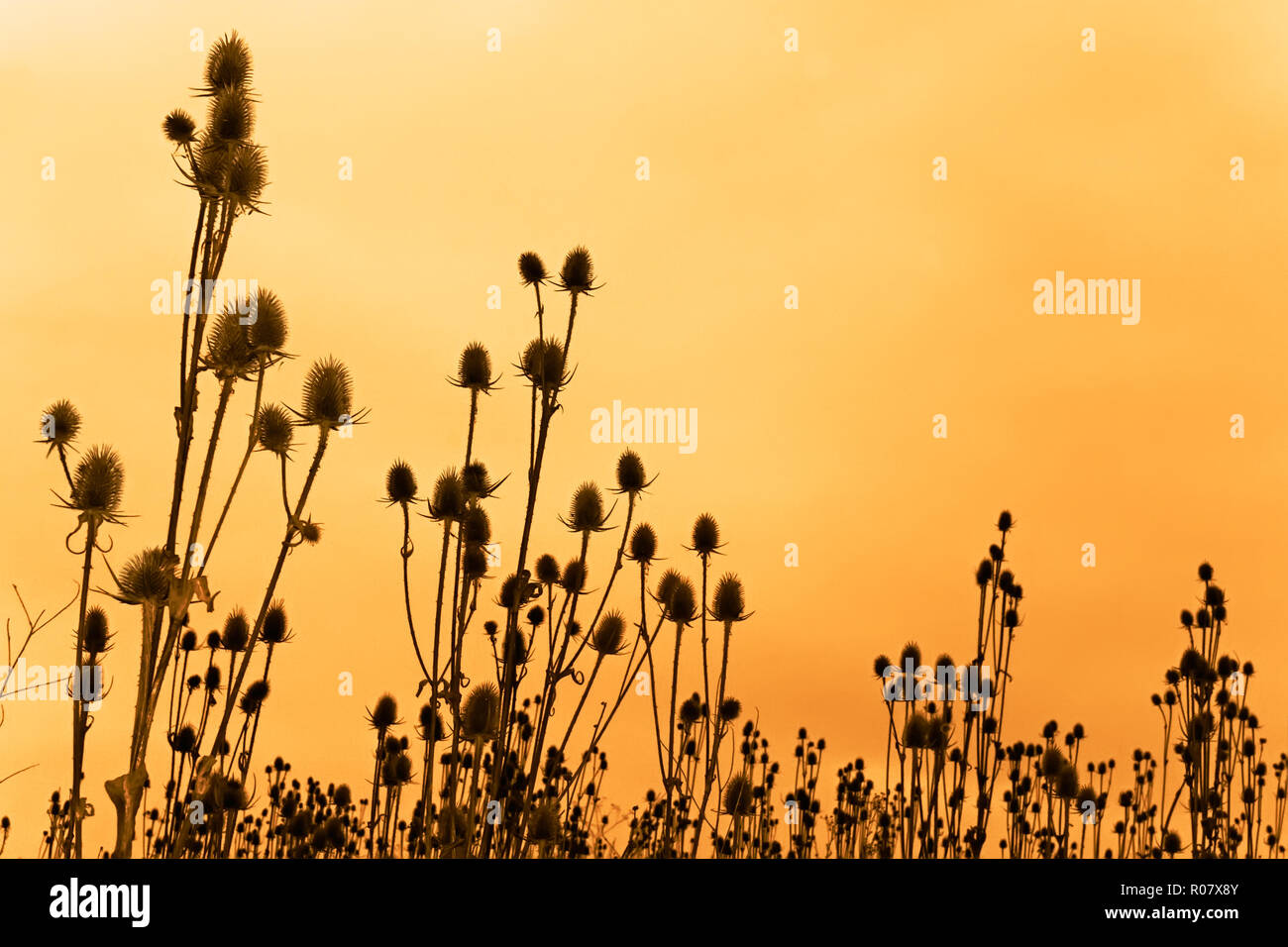 Dried teasel plants hi-res stock photography and images - Alamy