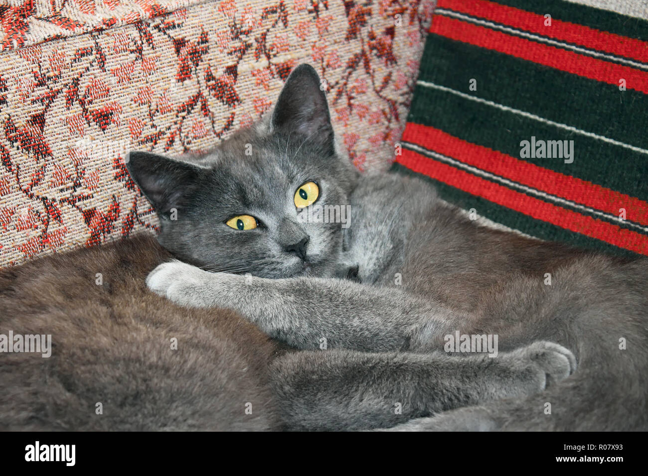 Two sleepy cats resting on a chair Stock Photo - Alamy