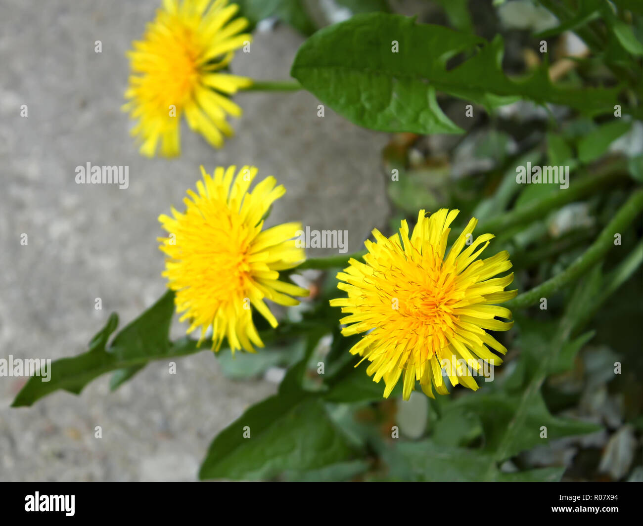 The first spring dandelion flowers on a background of gray asphalt ...