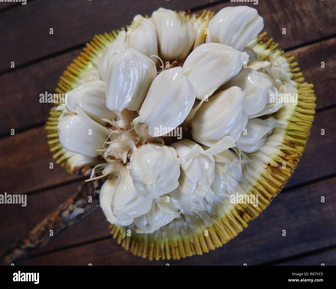 Fruits of Sabah Borneo called "Tarap Stock Photo - Alamy