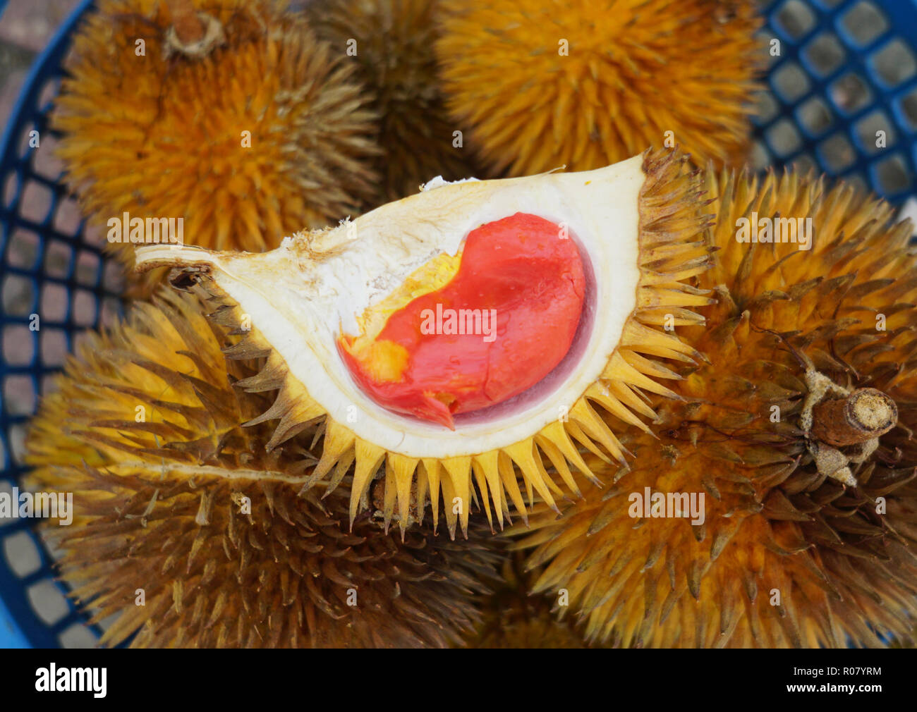 Red Durian