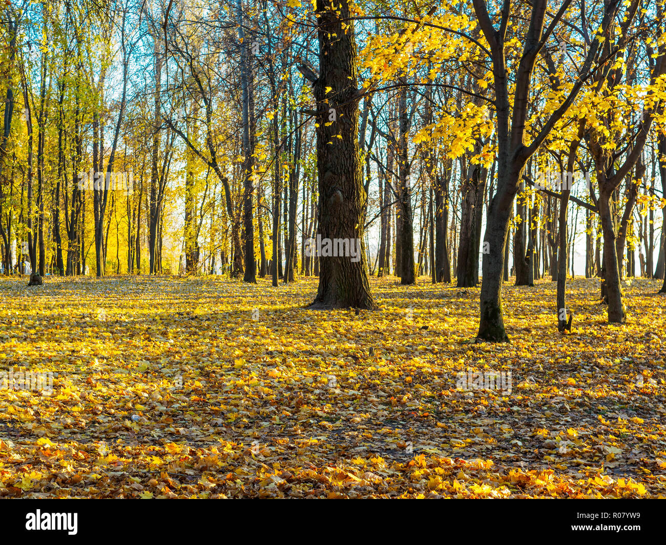 Autumn park landscape with carpet of yellow leaves Stock Photo - Alamy