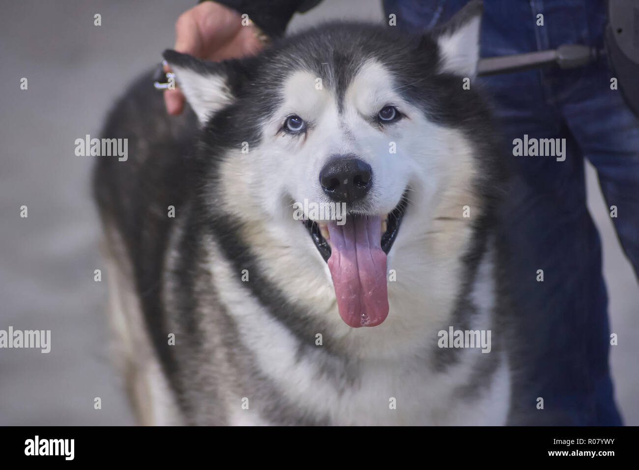 Dog aski held on the leash by her master with the tongue out Stock ...