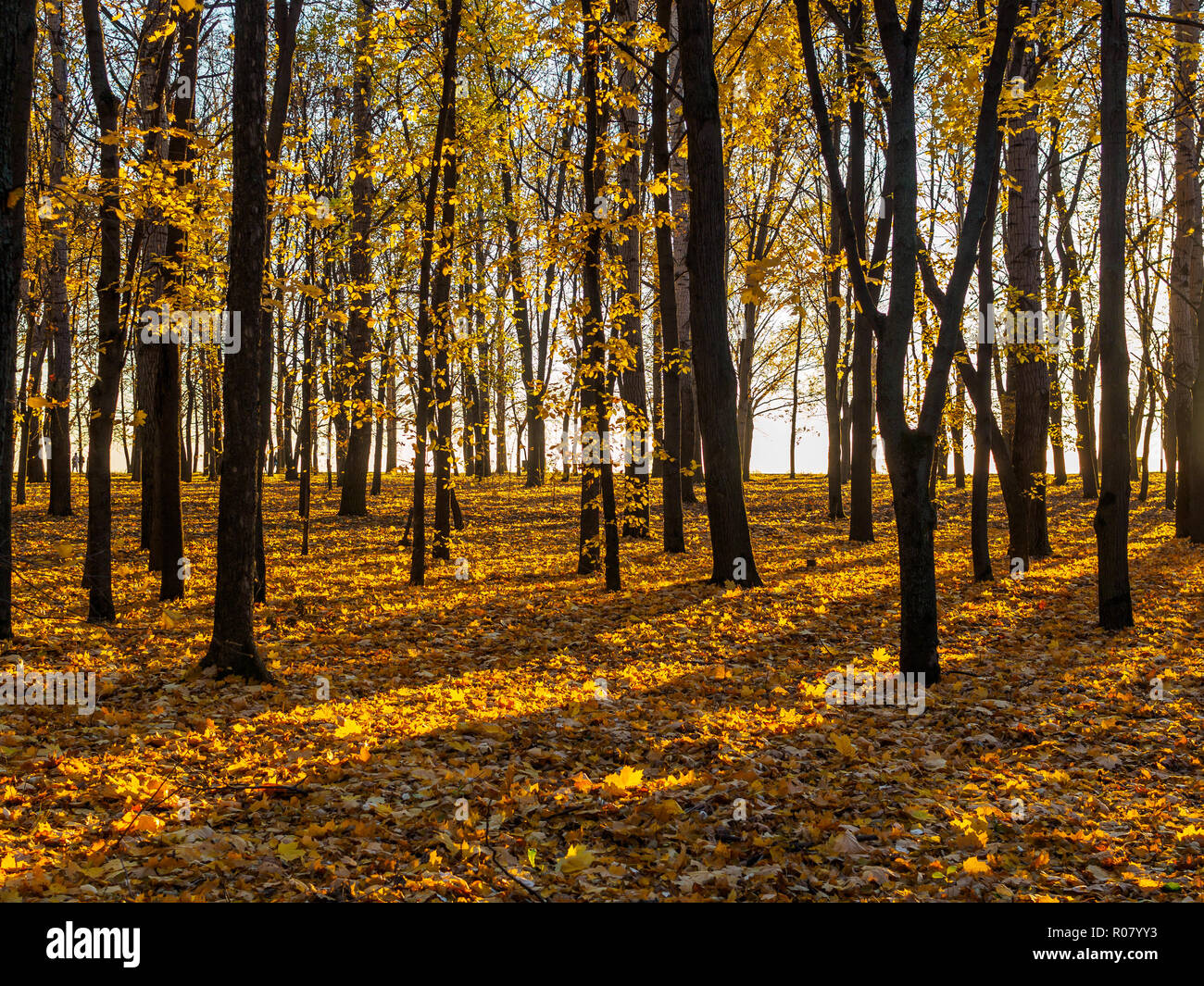 Autumn park landscape with carpet of yellow leaves Stock Photo - Alamy