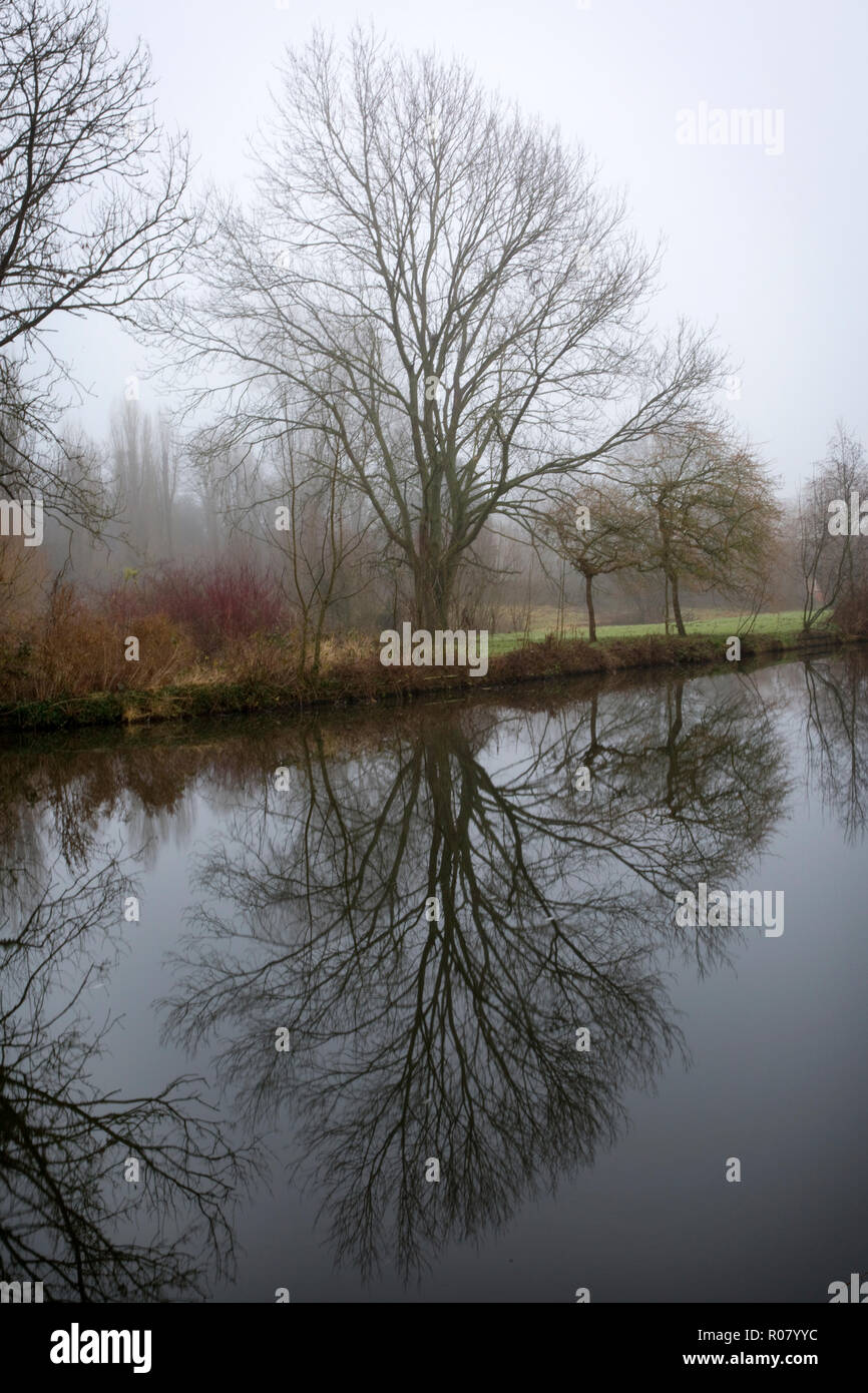 Trees reflected in still water on the Grand Union Canal early morning ...