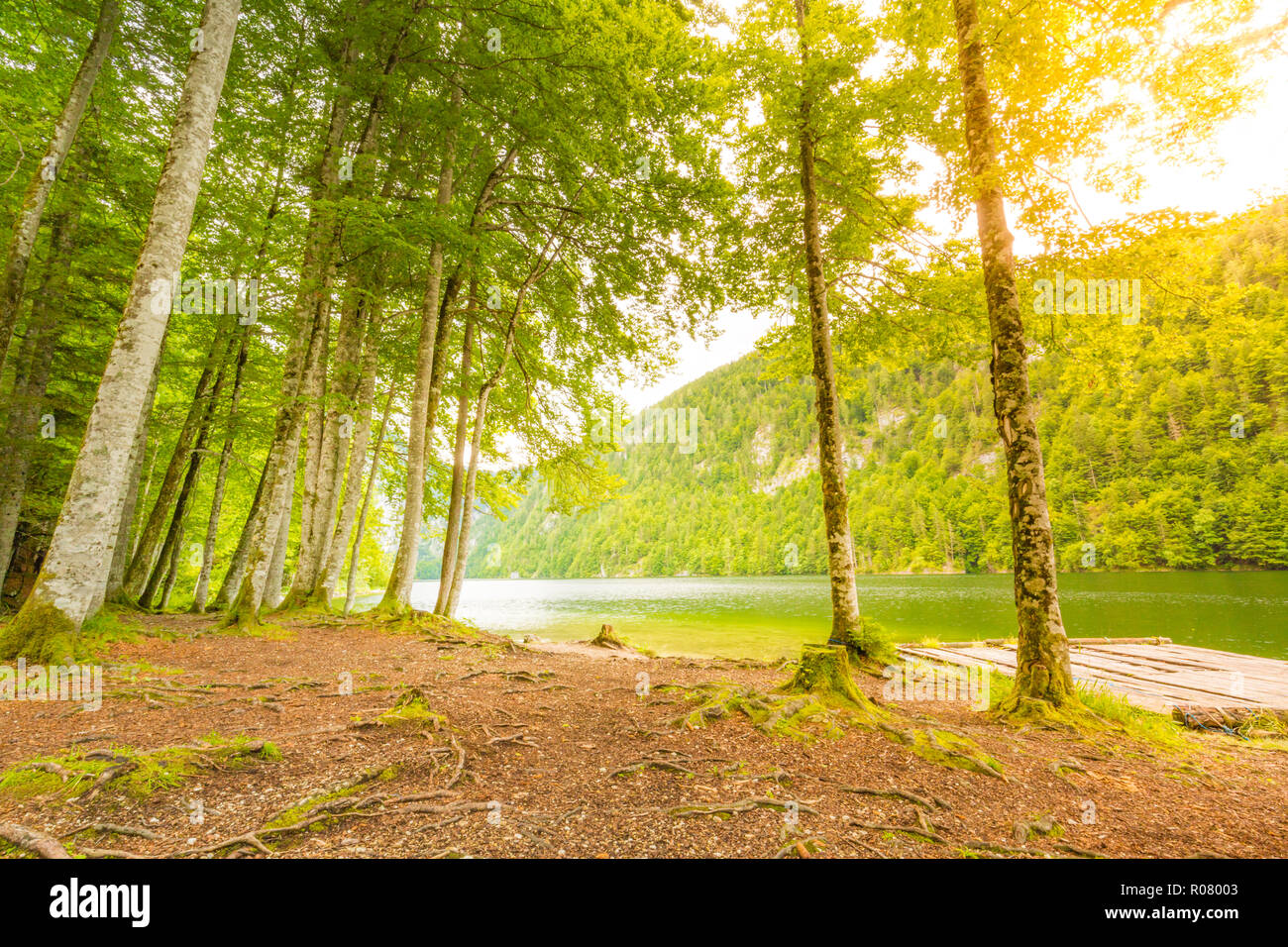 Sunshine Nature Photography