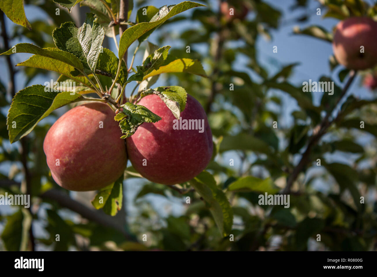 Apples attached to tree hi-res stock photography and images - Alamy