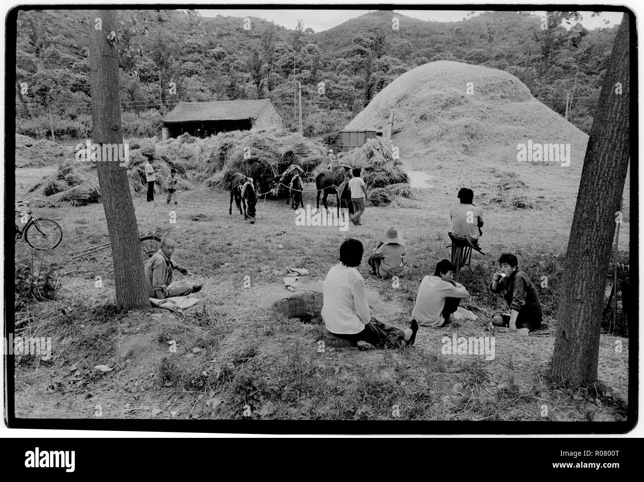 Thresh wheat Black and White Stock Photos & Images - Alamy