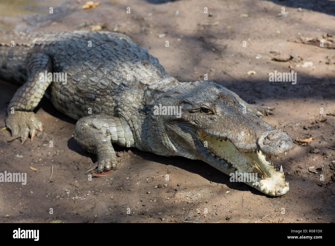 Sacred crocodile in Sabou, Burkina Faso, Africa Stock Photo - Alamy