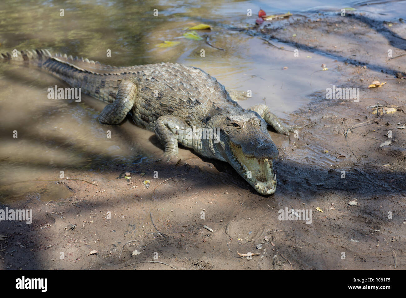 Sabou hi-res stock photography and images - Alamy