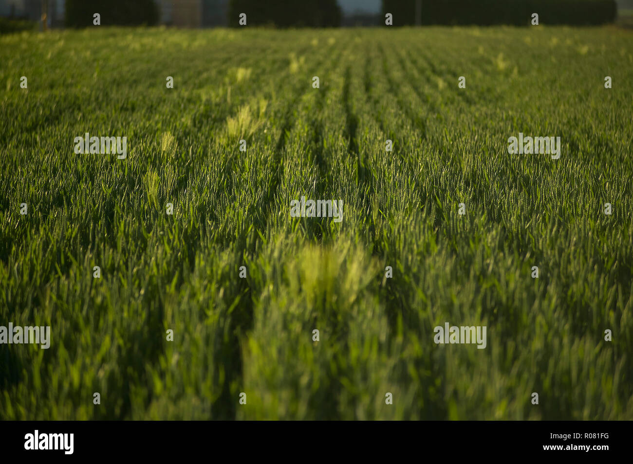 Barley texture in a field for its cultivation in a state of growth ...