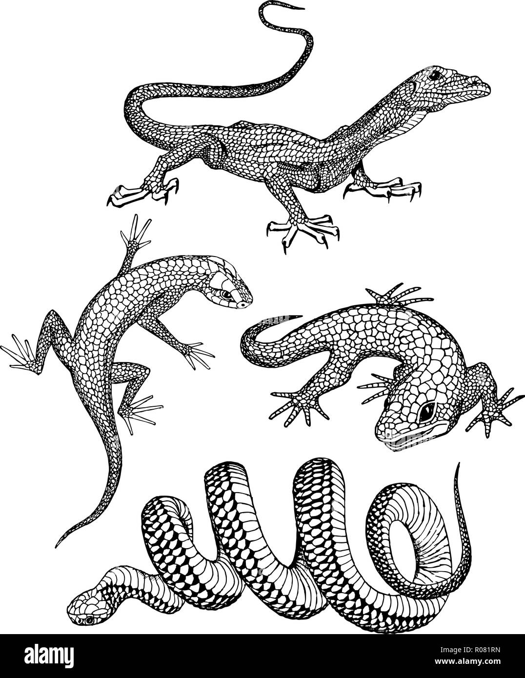 Lizards and snake skin pen and ink drawed Stock Vector Image & Art - Alamy