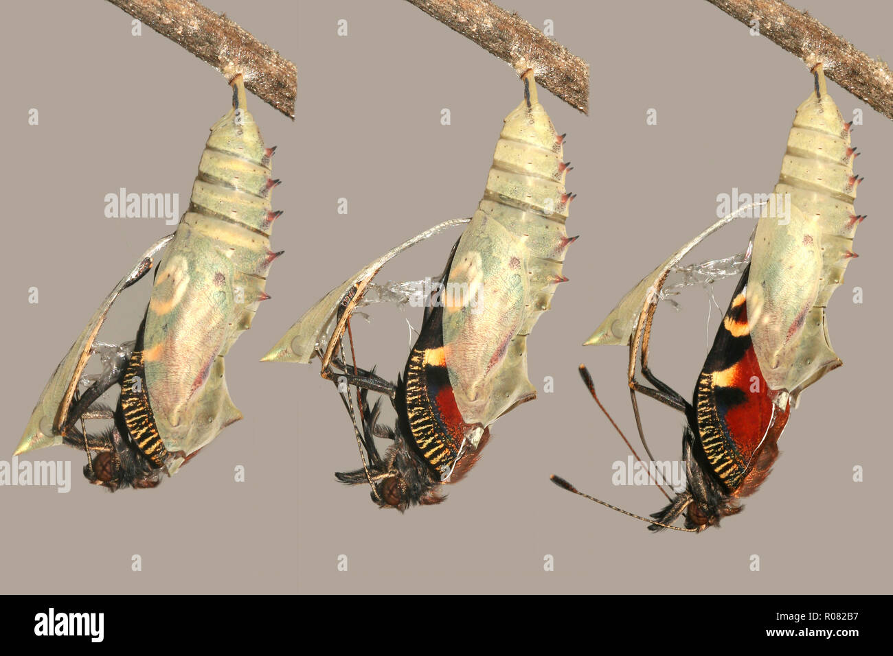 Emerging and metamorphosis of beautiful peacock butterfly Stock Photo ...